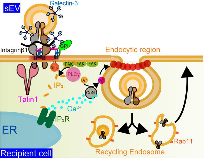 RNA Origami: Engineering Artificial Cytoskeletons for Synthetic Cell ...